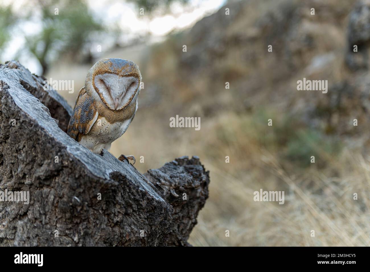 Tyto alba or barn owl, is a species of strigiform bird belonging to the ...