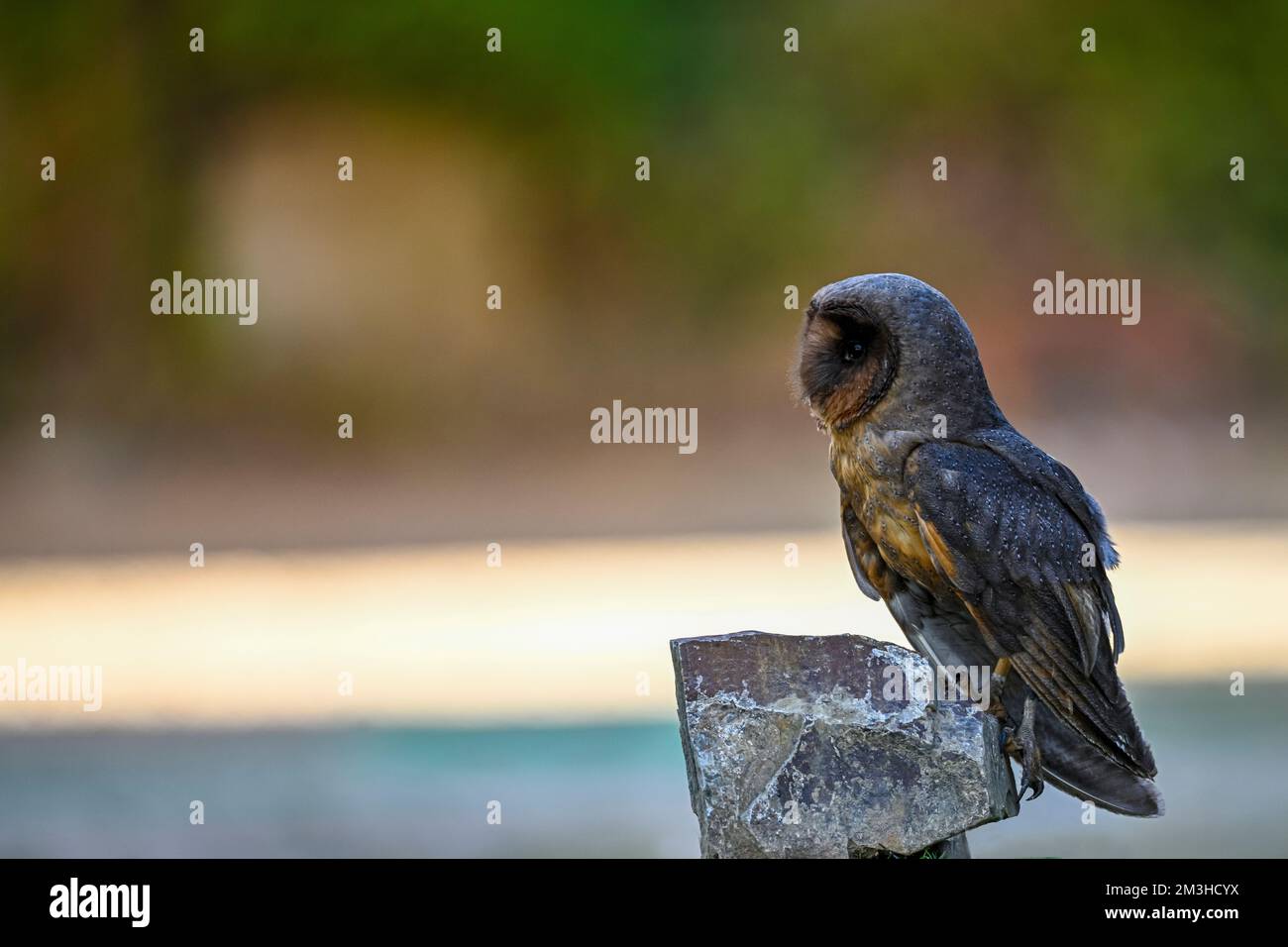 Black ringed owl hi-res stock photography and images - Alamy