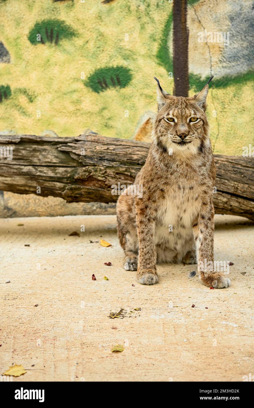 Lynx lynx or boreal lynx, European, Eurasian or common is a species of ...
