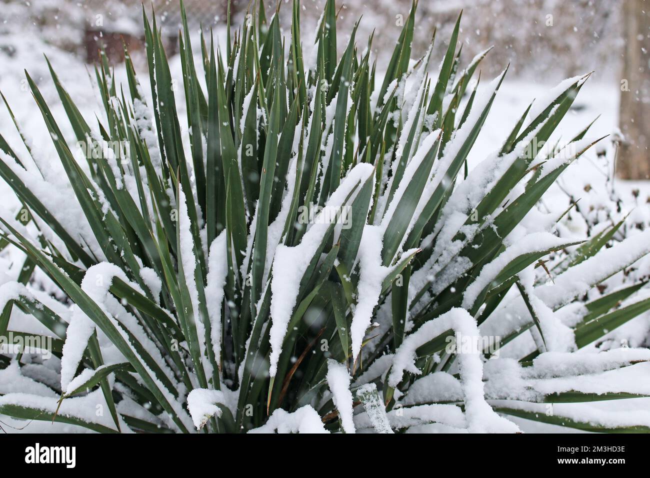 Yucca palm covered with snow. First snow. Early winter Stock Photo - Alamy