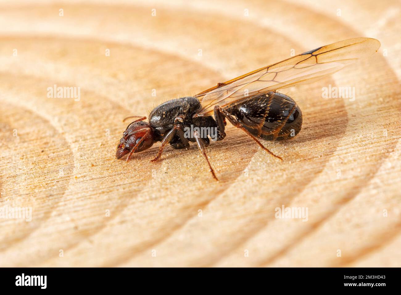 Winged ant, of the species Messor barbarus, of the subfamily Myrmicinae, suitable to be a queen ...