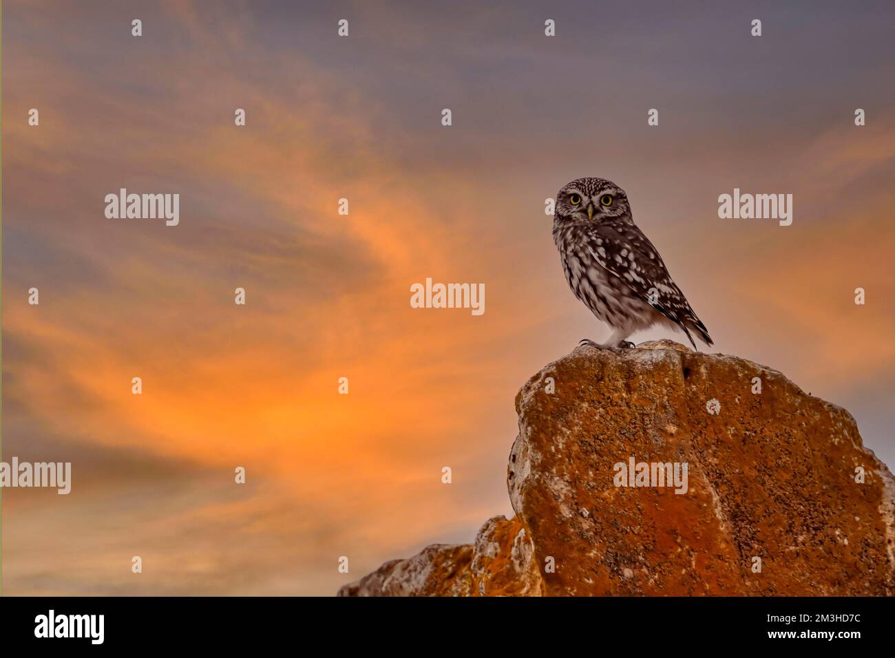 Little Owl sunbathing on a stone Stock Photo - Alamy