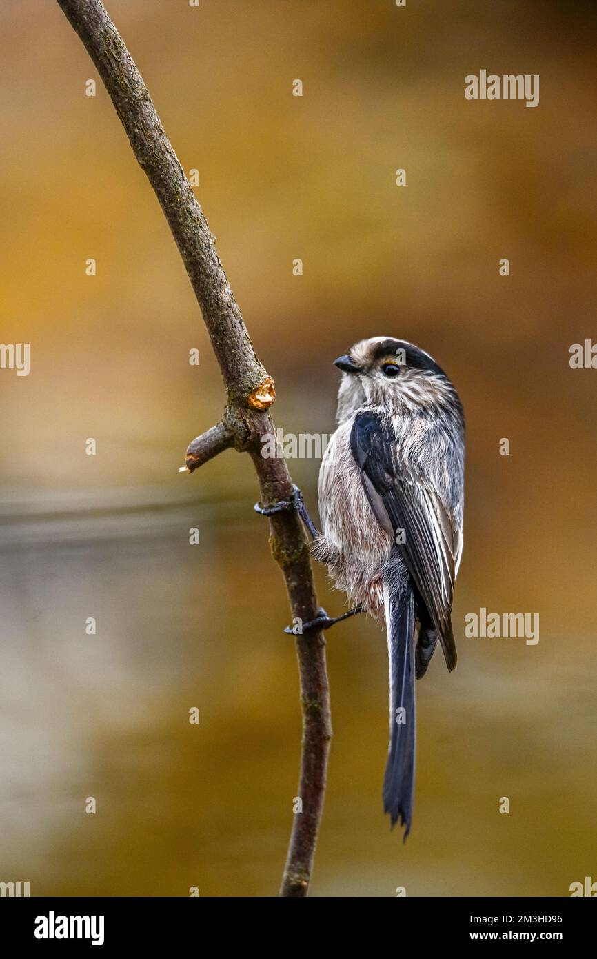 Aegithalos caudatus - The myth is a species of passerine bird in the ...