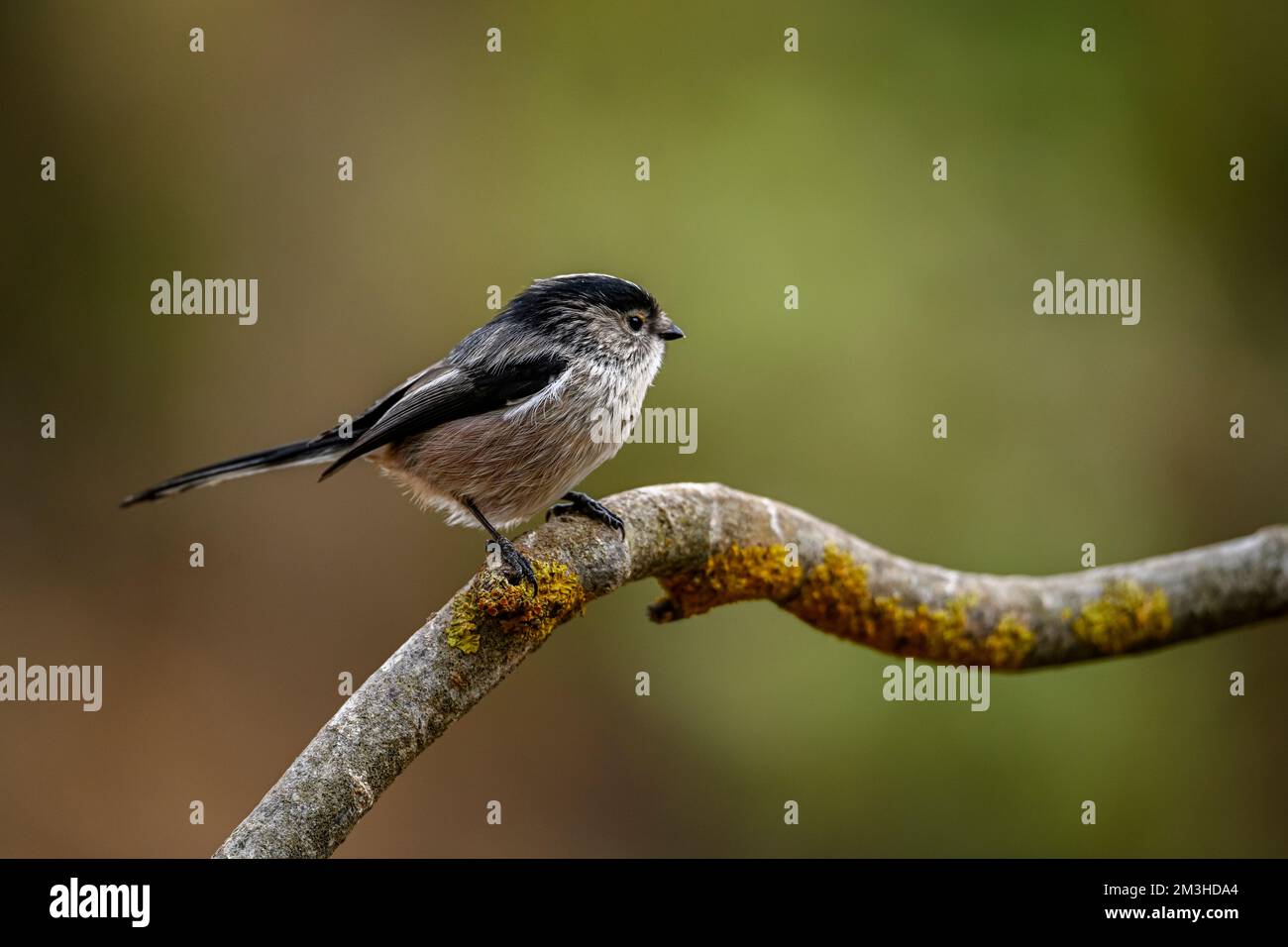 Aegithalos caudatus - The myth is a species of passerine bird in the ...