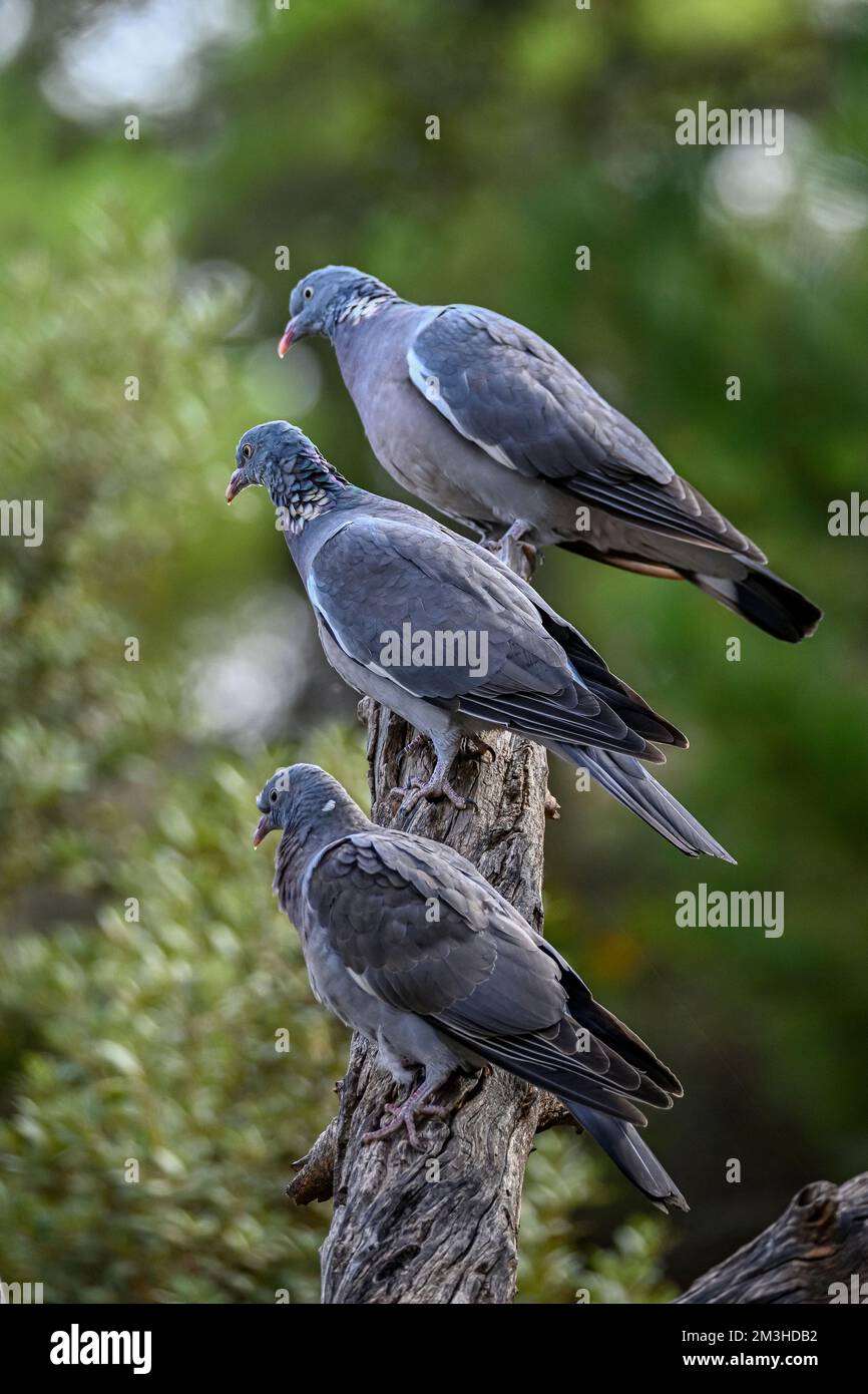 Columba palumbus - The wood pigeon is a species of columbiform bird in ...