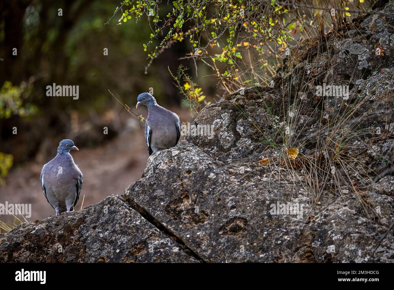 Columba palumbus - The wood pigeon is a species of columbiform bird in ...