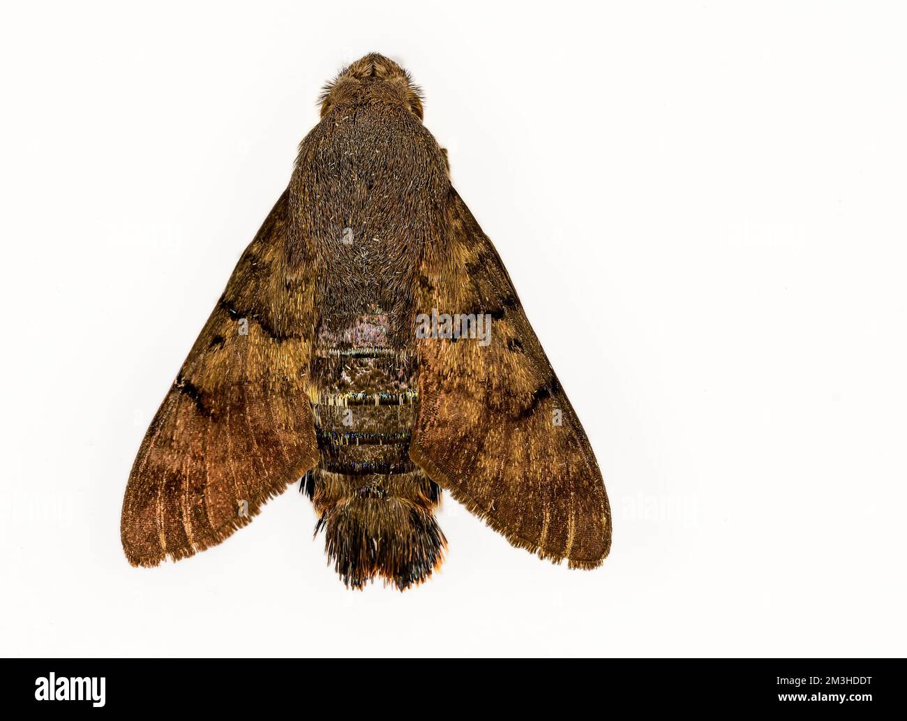 Moths, are nocturnal lepidoptera, on a white background Stock Photo - Alamy