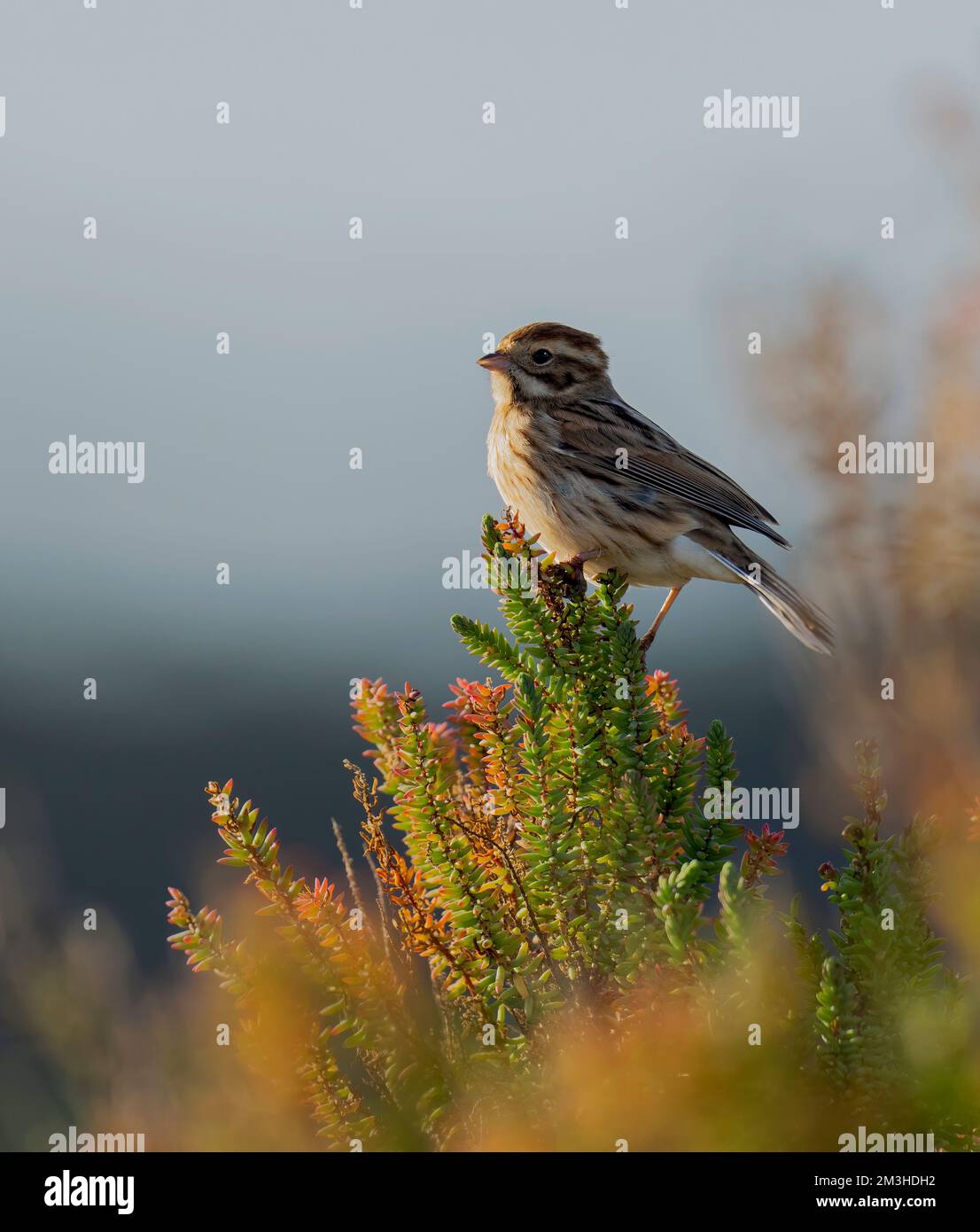 Male Reed bunting-Emberiza schoeniclus perches on Scotch heather ...