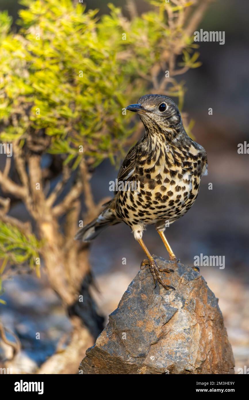 Observing his surroundings hi-res stock photography and images - Alamy