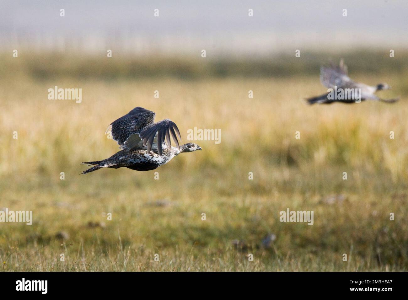 Species sage grouse hi-res stock photography and images - Alamy