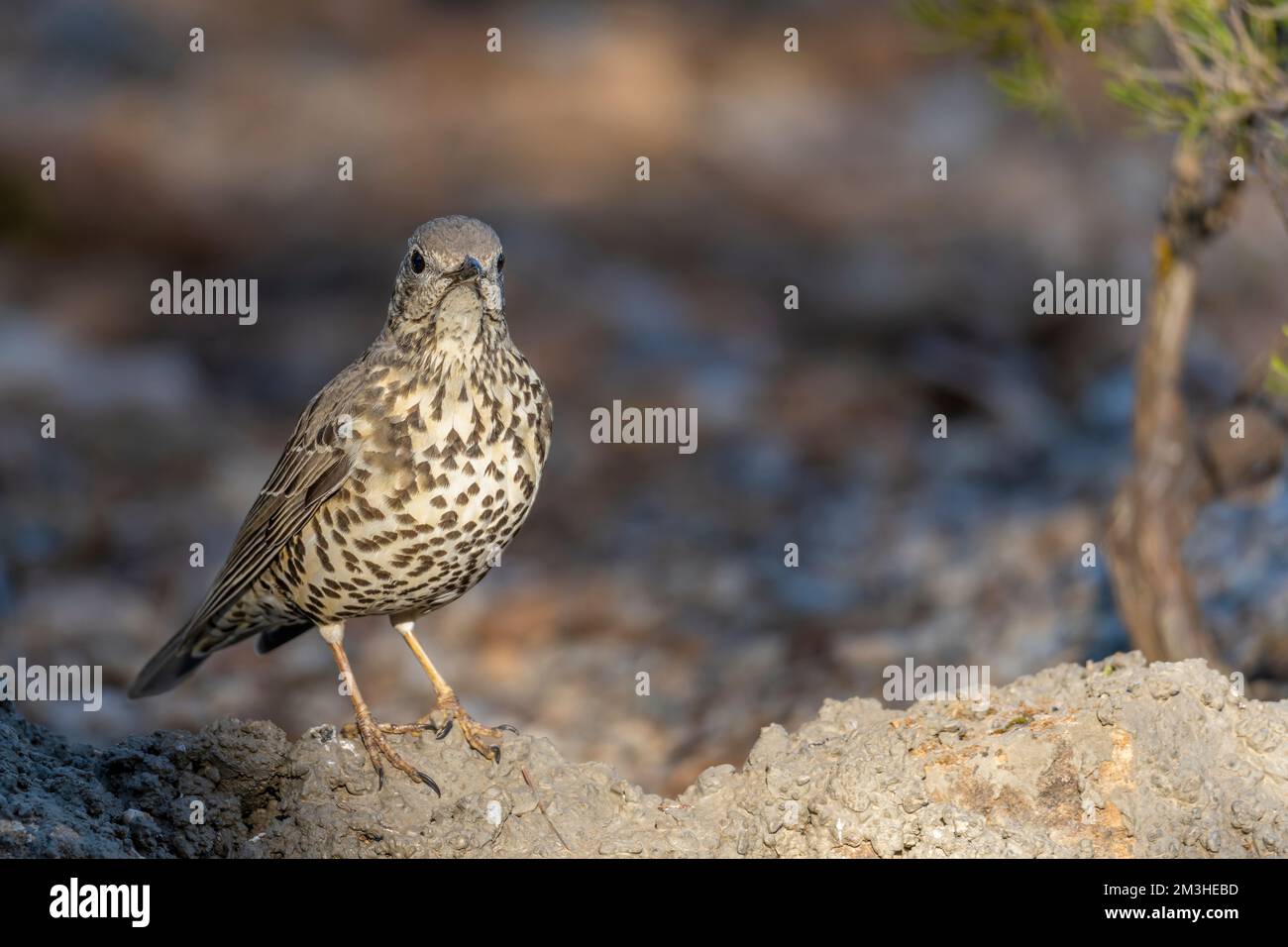Observing his surroundings hi-res stock photography and images - Alamy