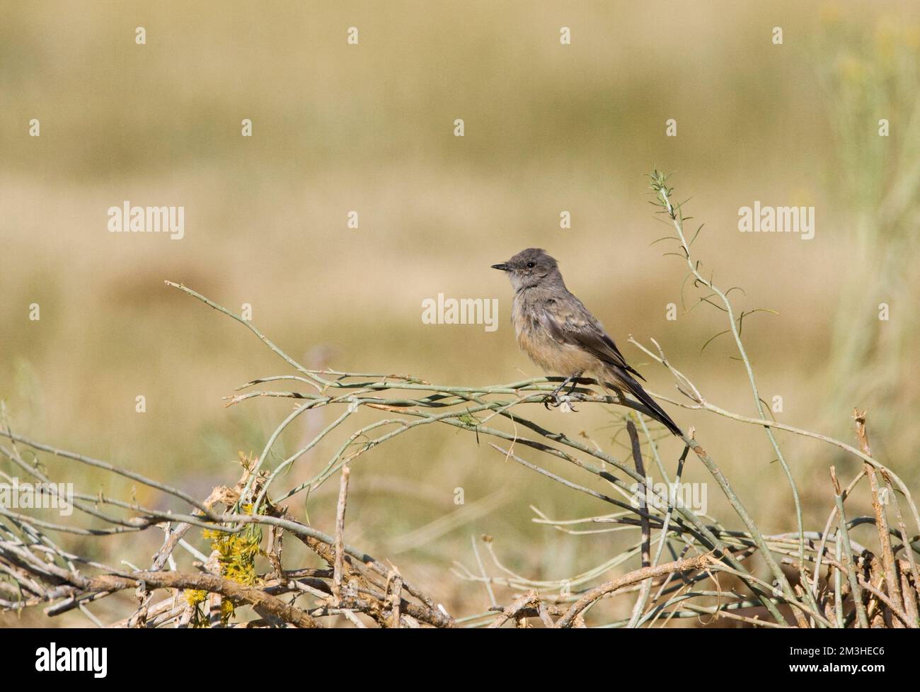 Say-phoebe, Says Phoebe Stock Photo - Alamy