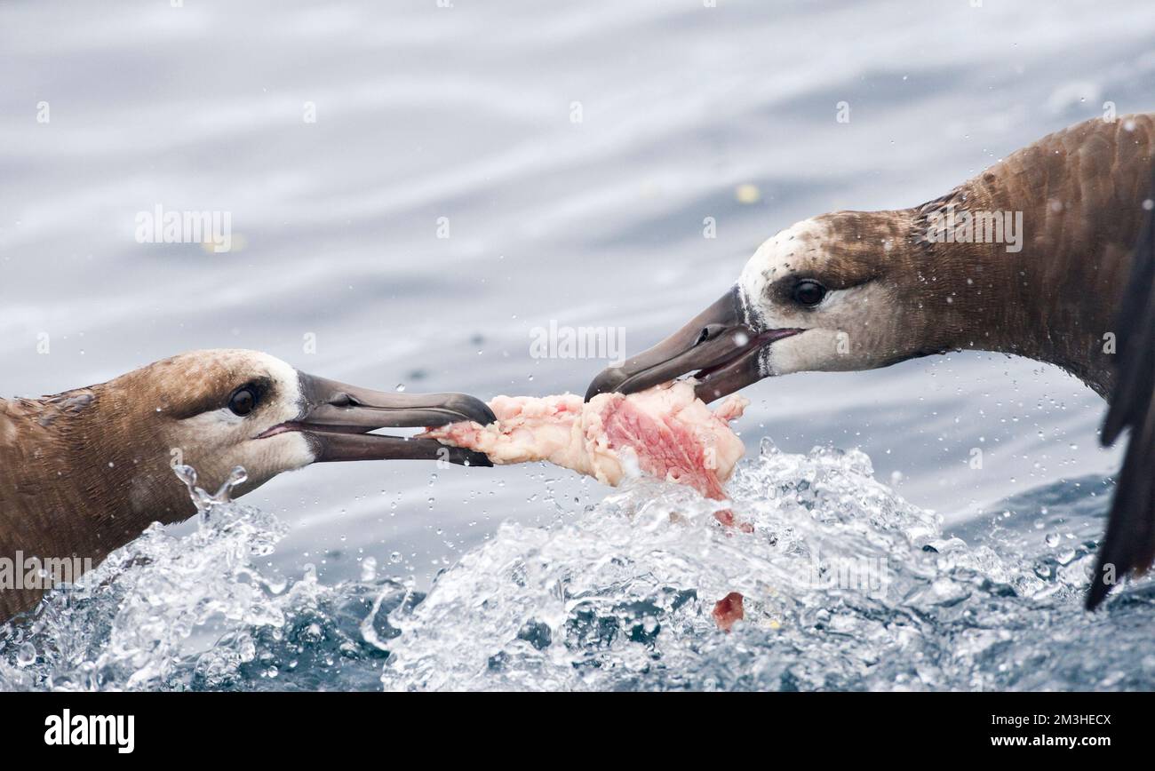 Zwartvoetalbatros vechtend over voedsel; Black-footed Albatross ...