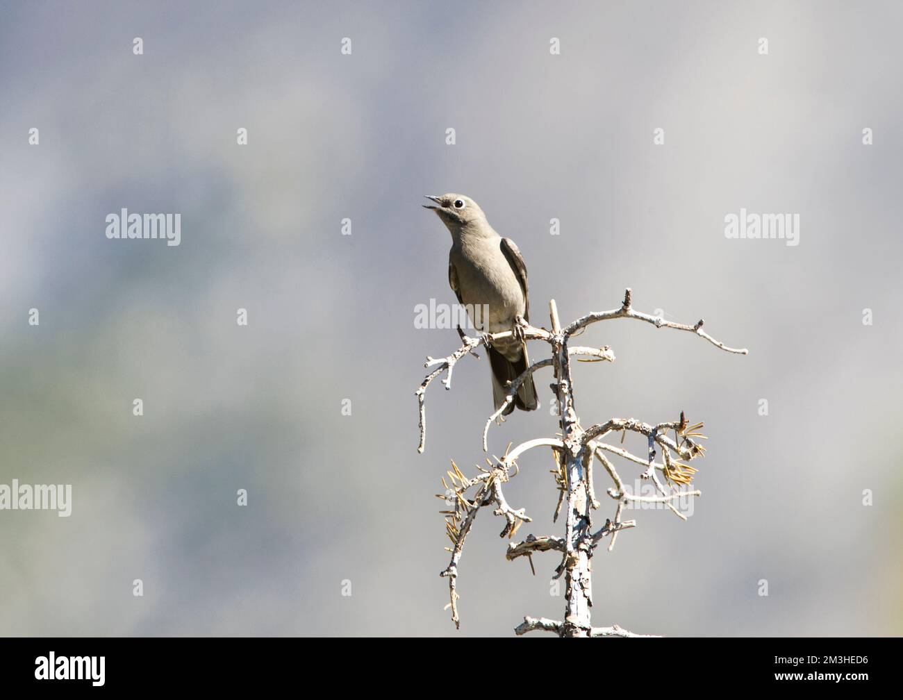 Townsends solitaire hi-res stock photography and images - Alamy