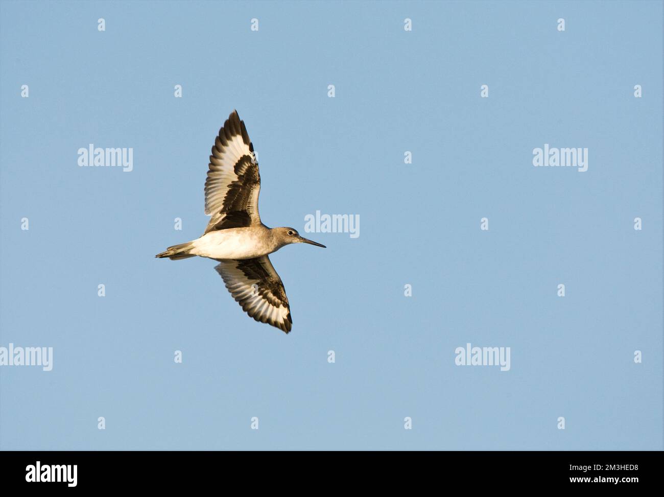 Willet in vlucht; Western Willet flying Stock Photo - Alamy