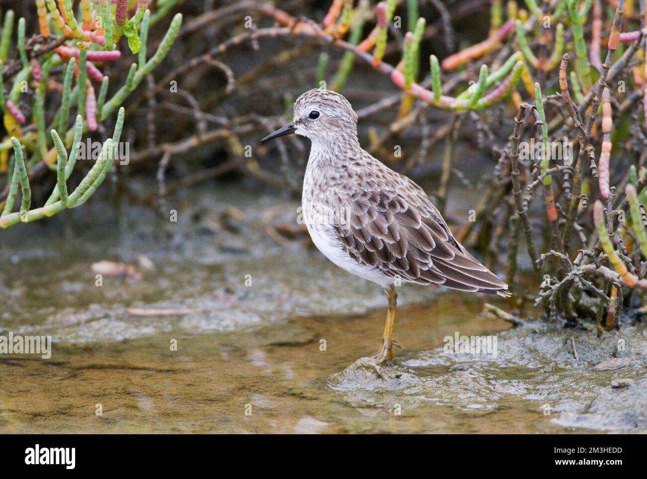 Kleinste Strandloper; Least Sandpiper Stock Photo - Alamy