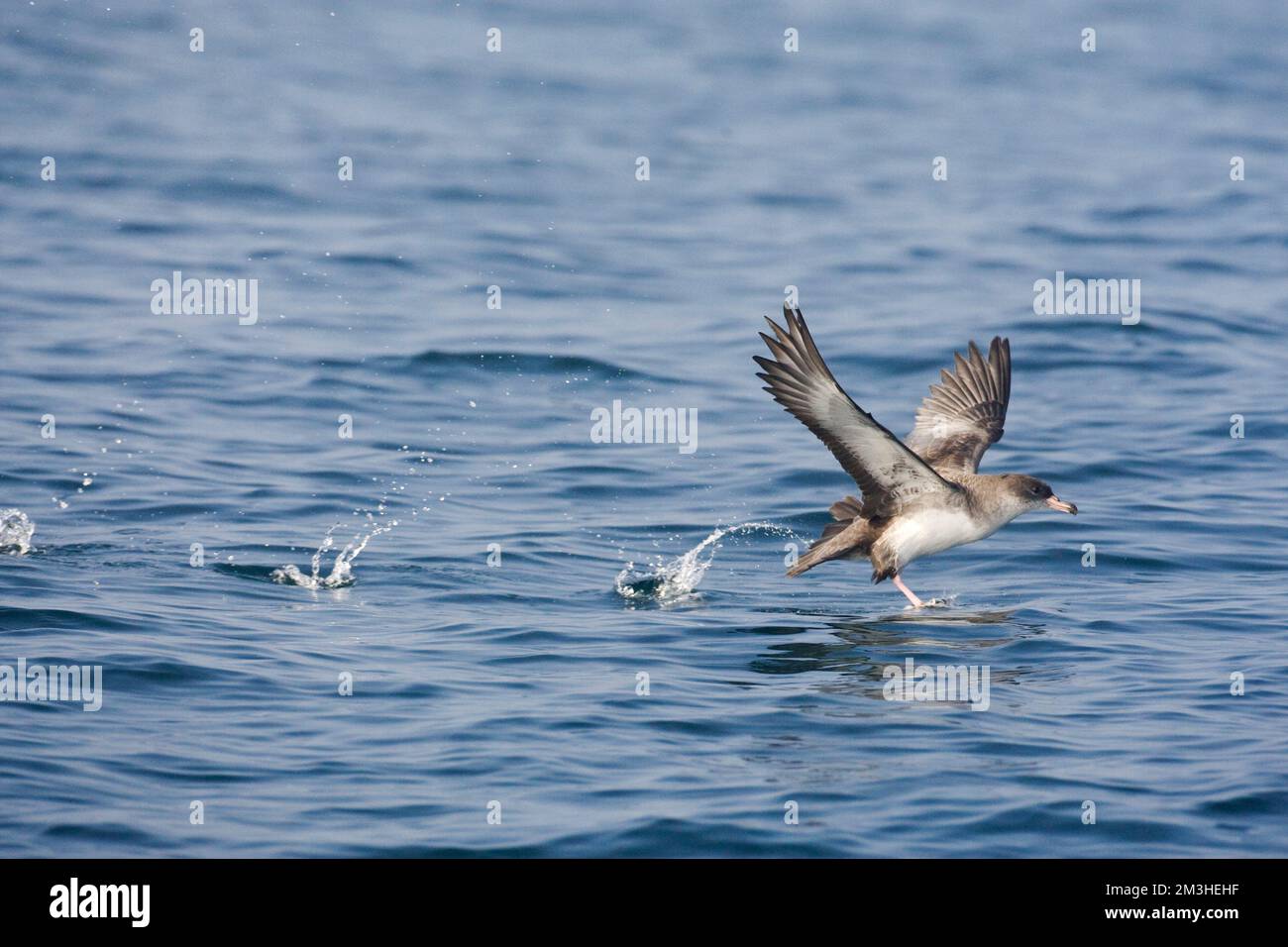 Agami bird hi-res stock photography and images - Alamy