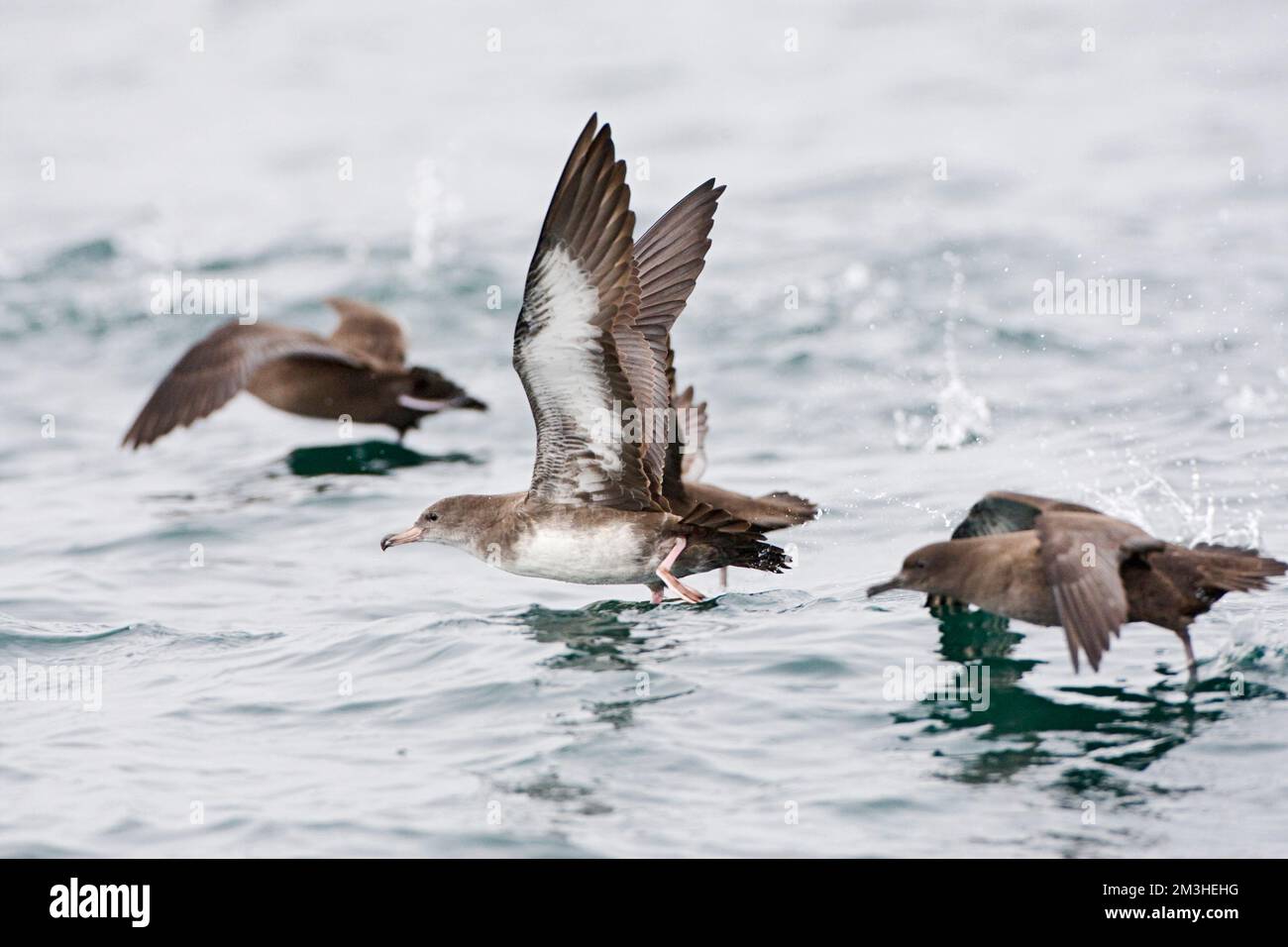 Agami bird hi-res stock photography and images - Alamy