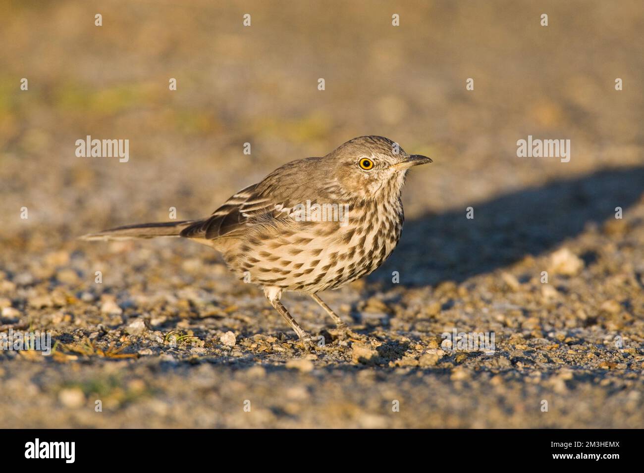 Thrasher species hi-res stock photography and images - Alamy