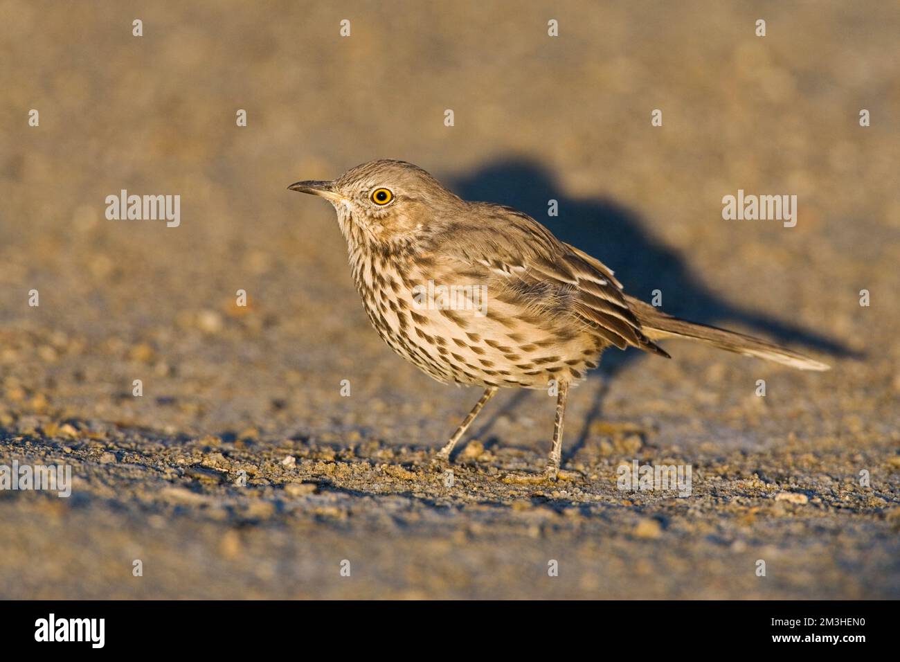 Thrasher species hi-res stock photography and images - Alamy