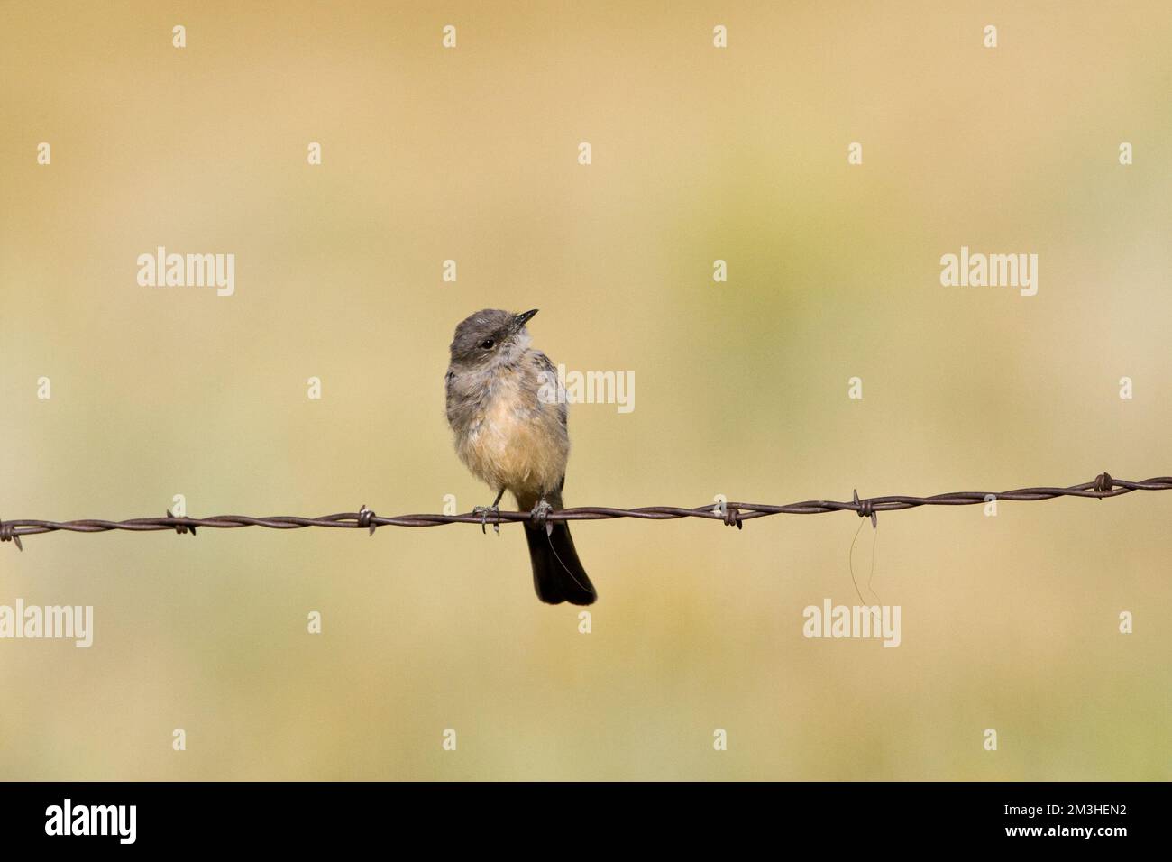 Say-phoebe; Says Phoebe Stock Photo - Alamy