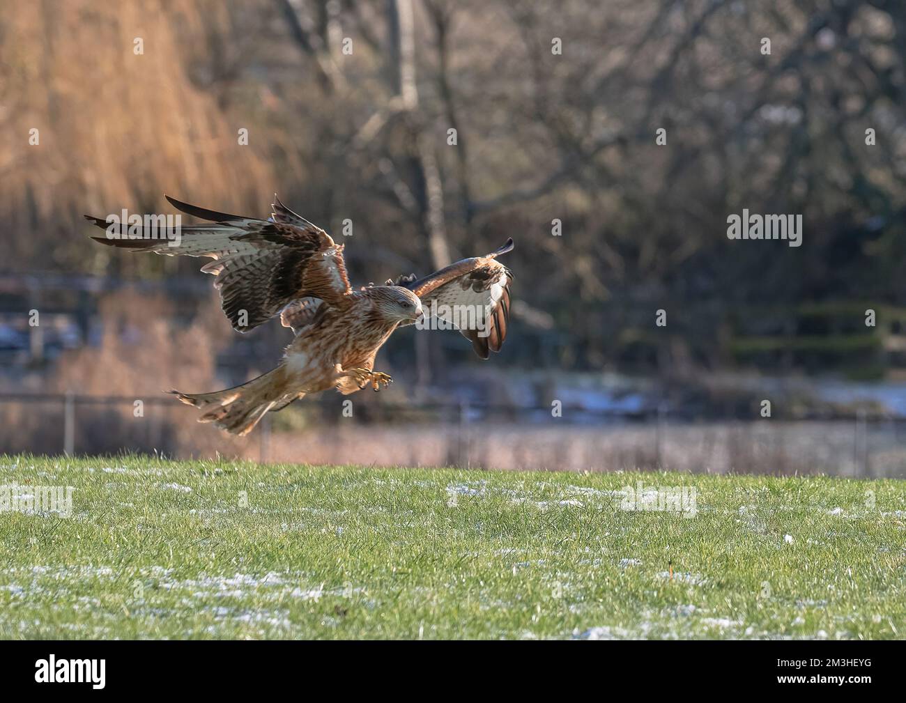 A spectacular Red Kite ( Milvus milvus ) in action . In flight, talons ...