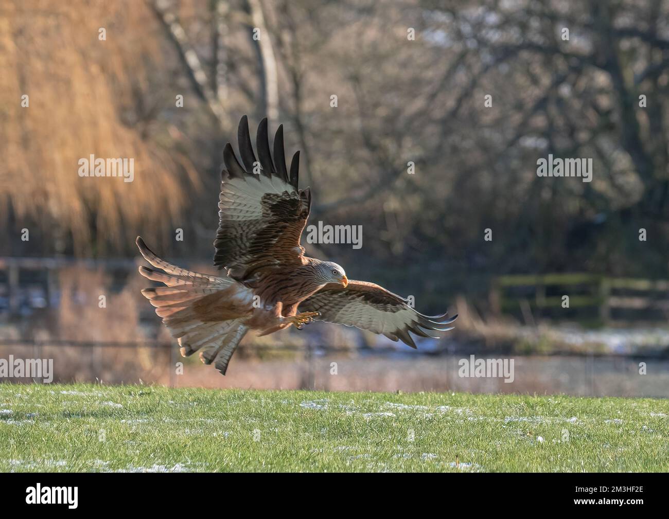A spectacular Red Kite ( Milvus milvus ) in action . Swooping down for ...