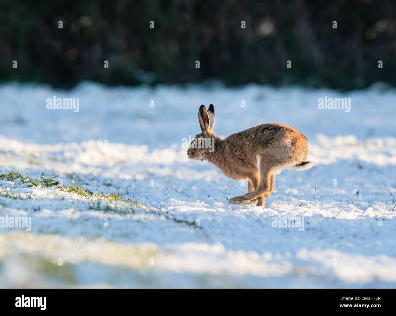 A wild Brown Hare ( Lepus europaeus) in winter . Sprinting through the ...