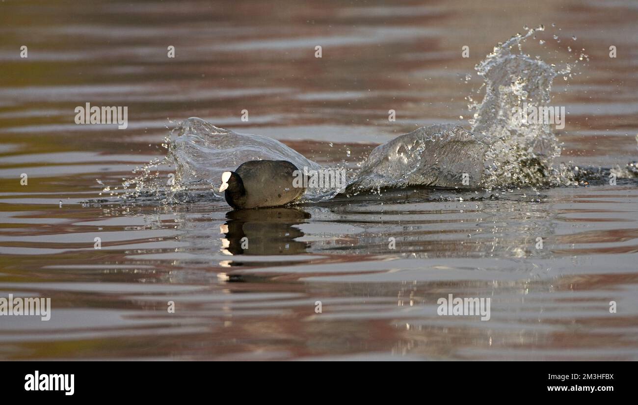 Meerkoet hi-res stock photography and images - Alamy