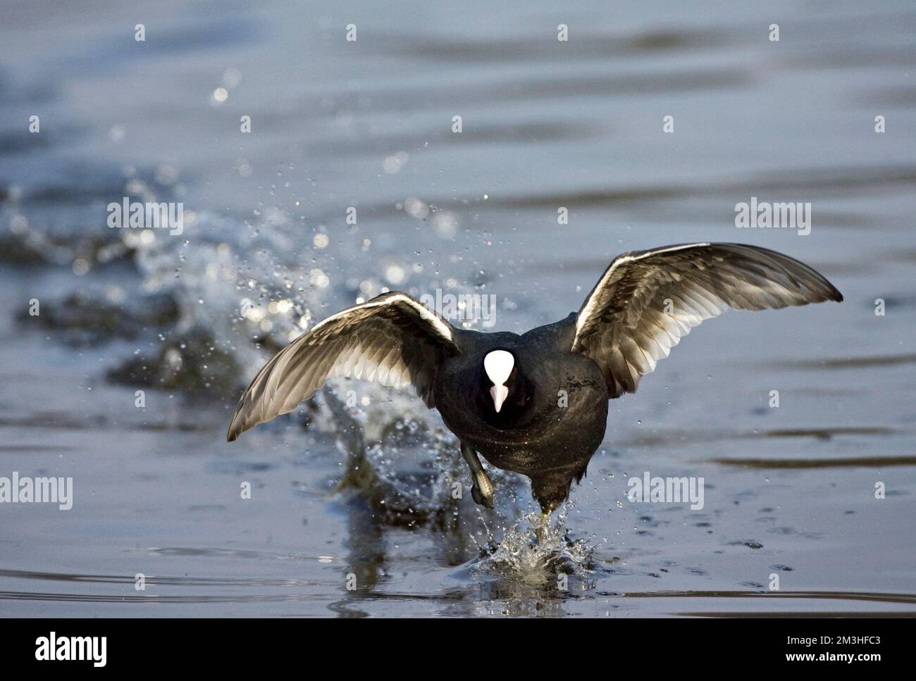 Meerkoet rennend over het water; Eurasian Coot running over water Stock ...