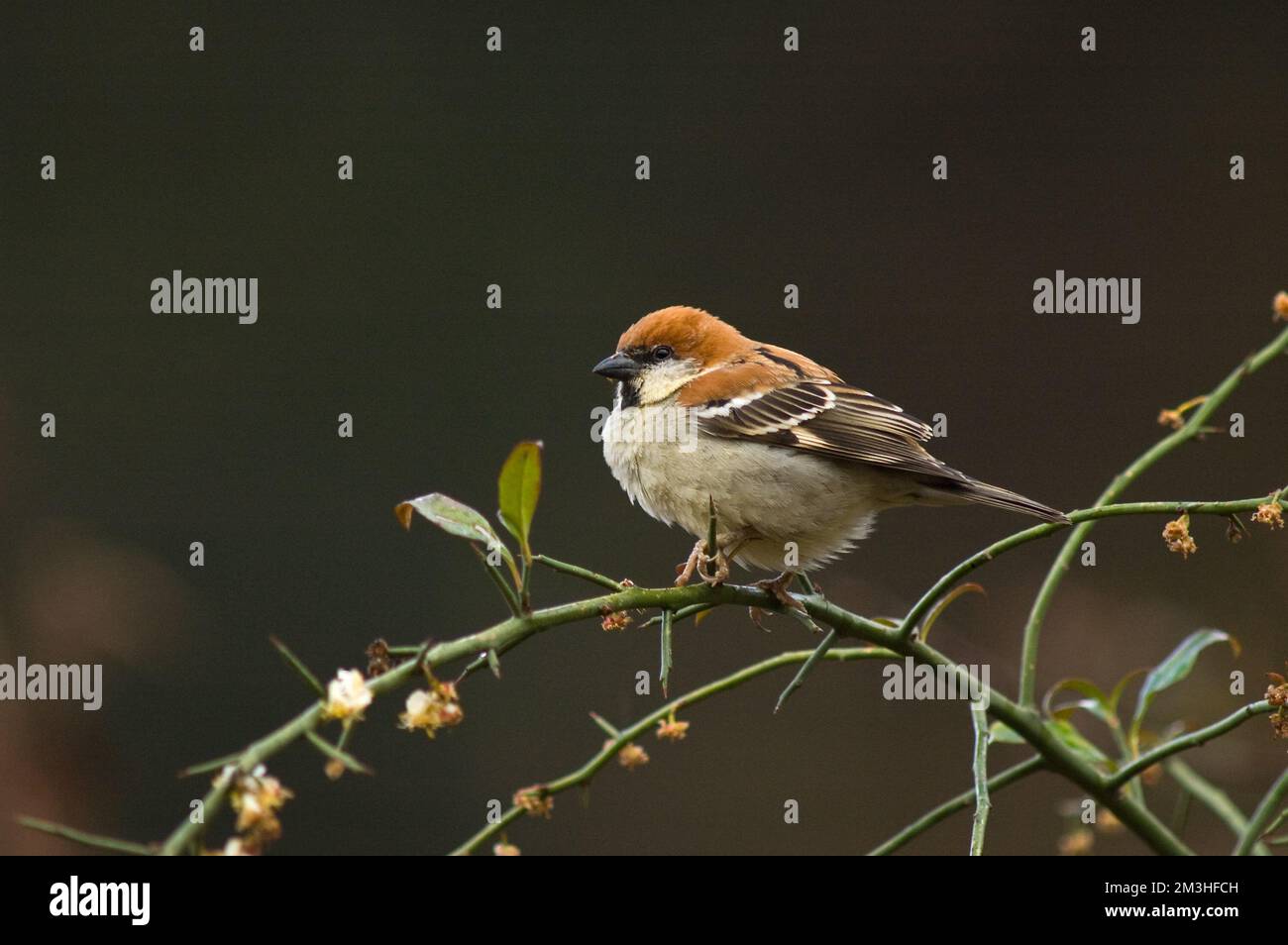 Asian russet sparrow hi-res stock photography and images - Alamy