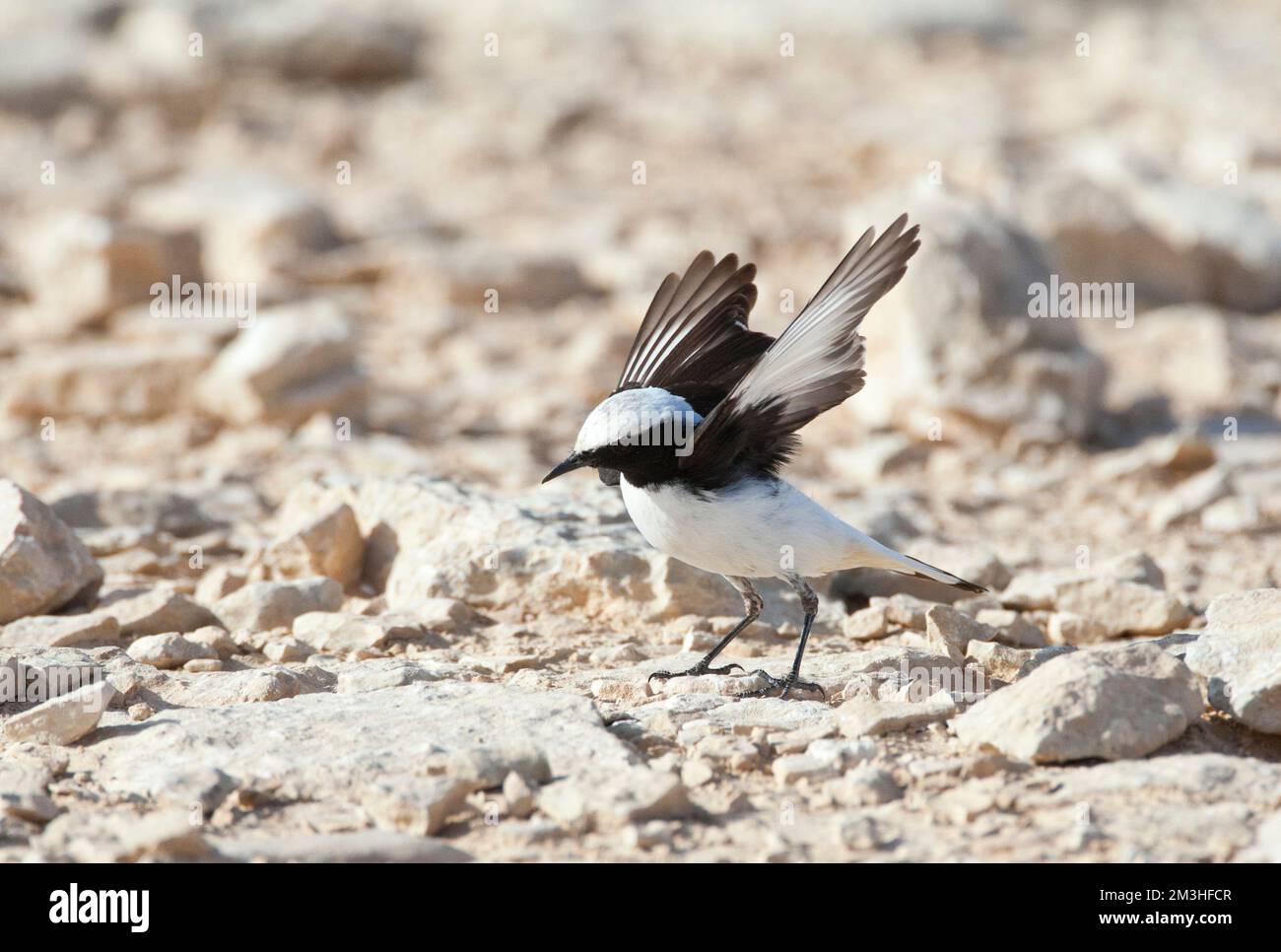 Volwassen Oostelijke Rouwtapuit in Israelische woestijn; Adult Eastern ...