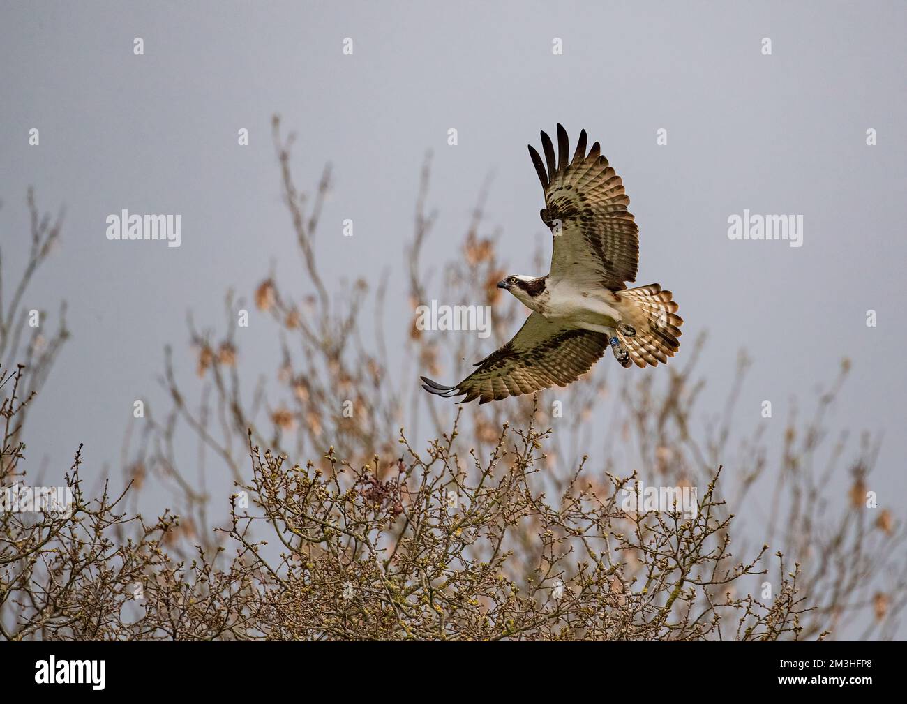 An action shot of an Osprey (Pandion haliaetus) in flight , huge wings ...