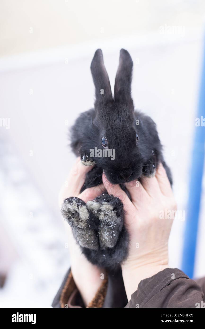 Hands holding small black rabbit. Small black rabbit closeup Stock ...