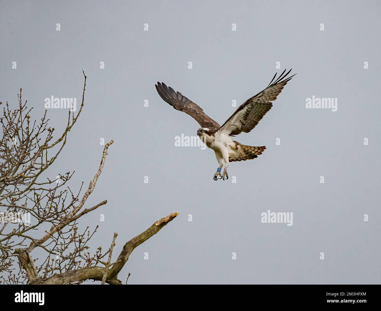 White back legs hi-res stock photography and images - Alamy