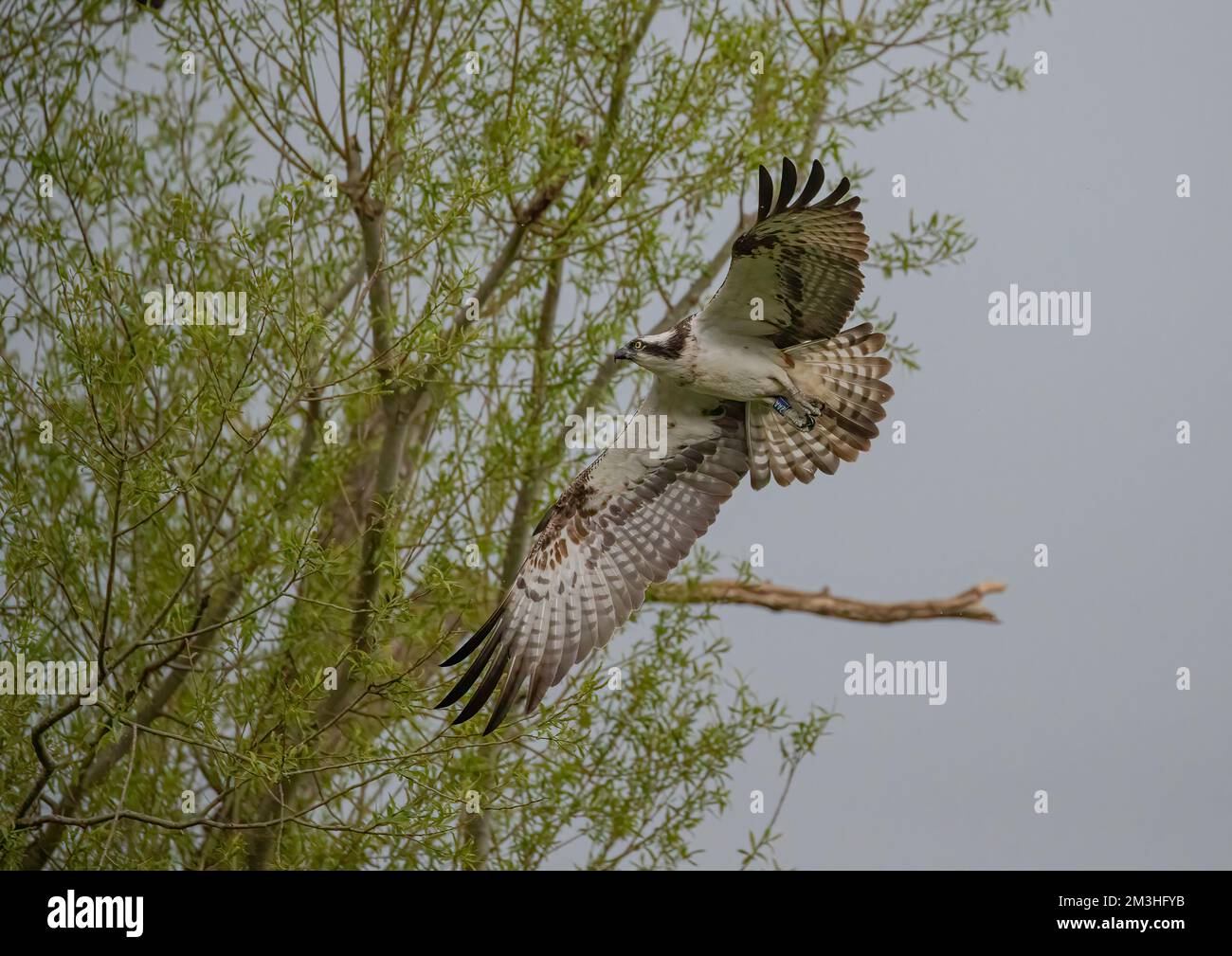 An action shot of an Osprey (Pandion haliaetus) in flight , huge wings ...