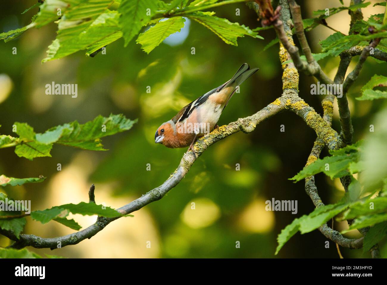 A common chaffinch perched on a green tree branch Stock Photo - Alamy