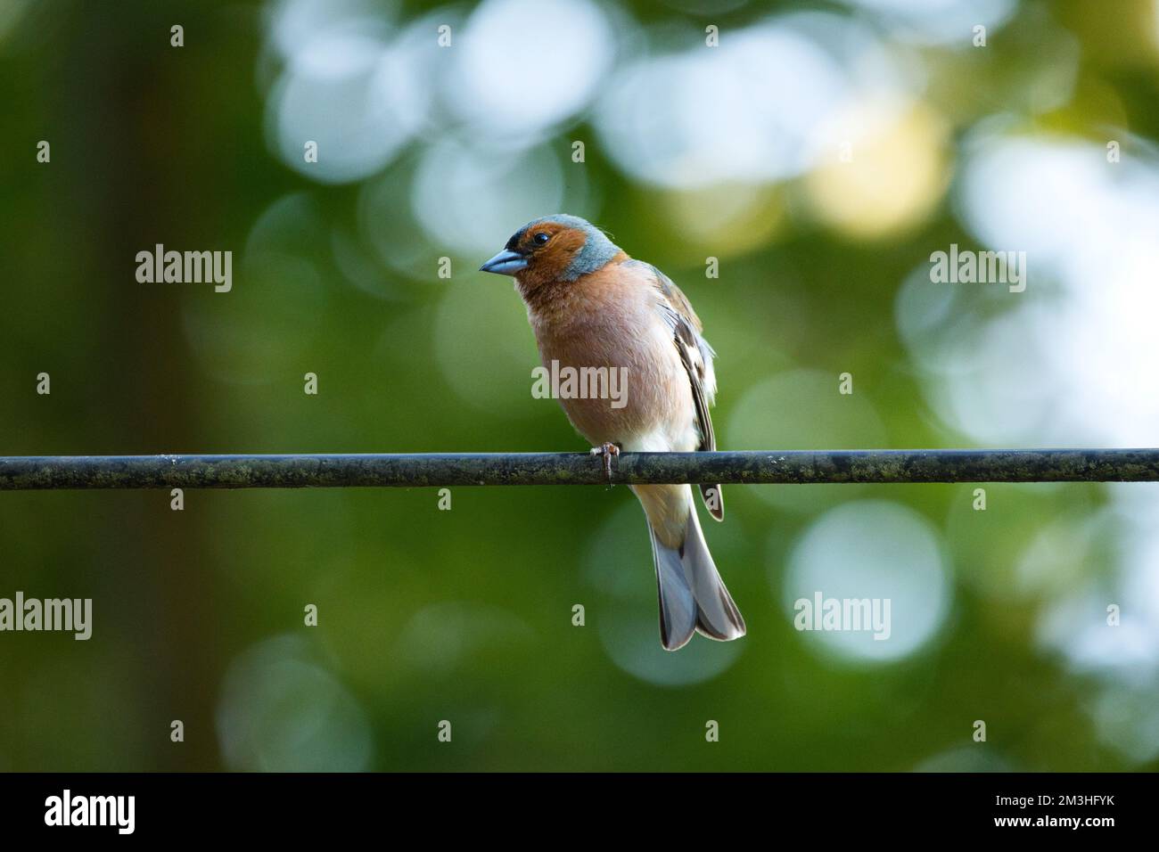 A common chaffinch perched on a wire on the blurry green background ...