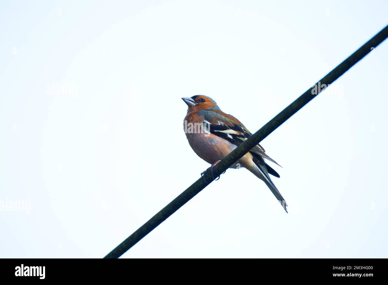 A common chaffinch perched on a wire on the background of the sky Stock ...