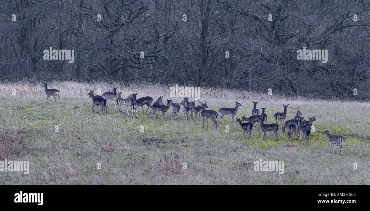 A large herd of Fallow Deer ( Dama dama) collecting on set aside land ...