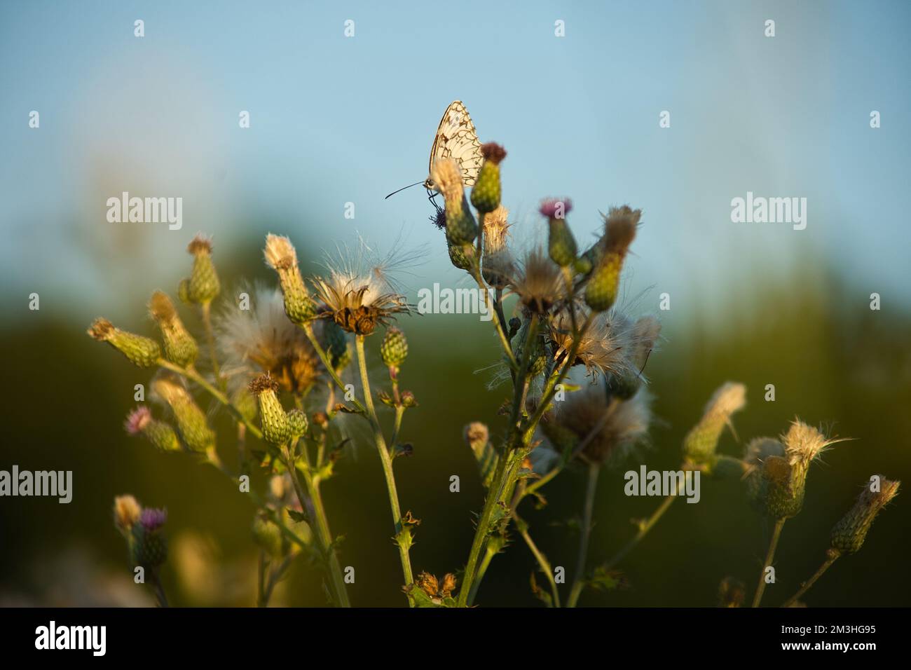 Argynnini hi-res stock photography and images - Alamy