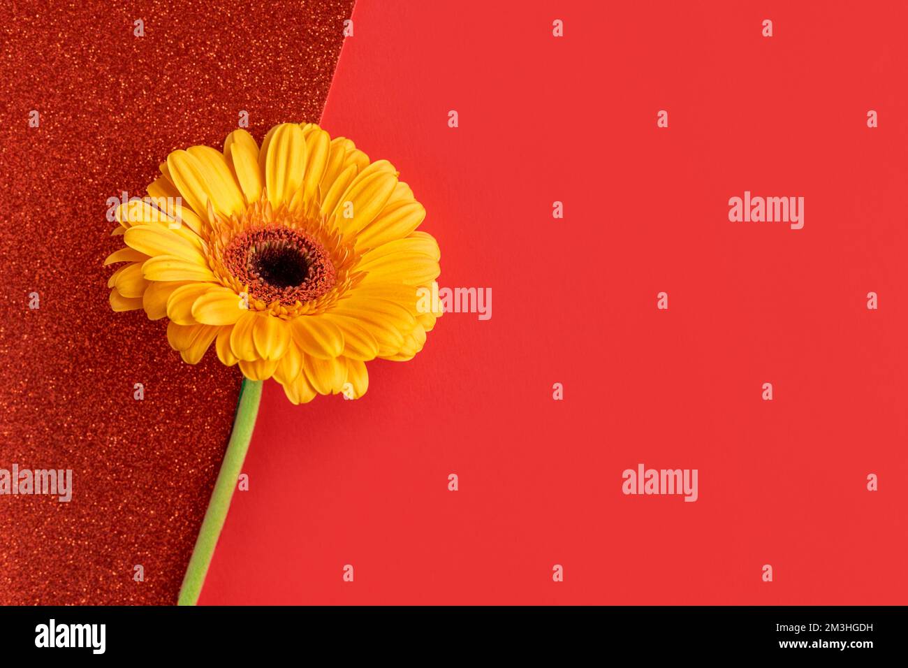 Beautiful yellow Gerbera flower on a bright red background. Place for ...