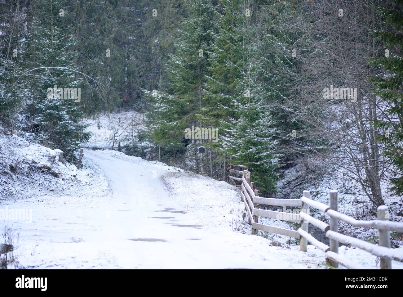 Beautiful winter green coniferous forest on the slopes of the mountains ...