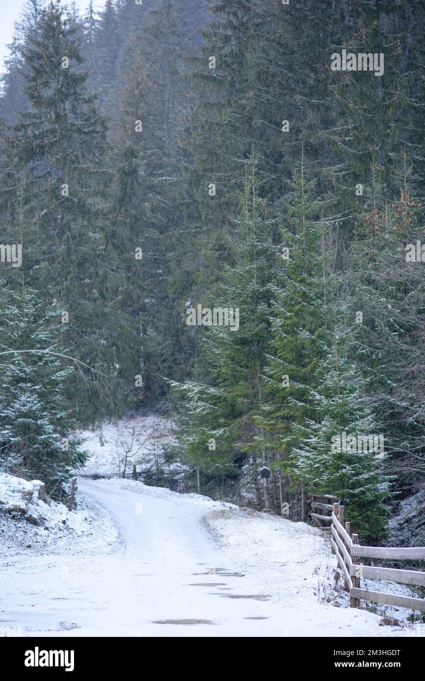 Beautiful winter green coniferous forest on the slopes of the mountains ...