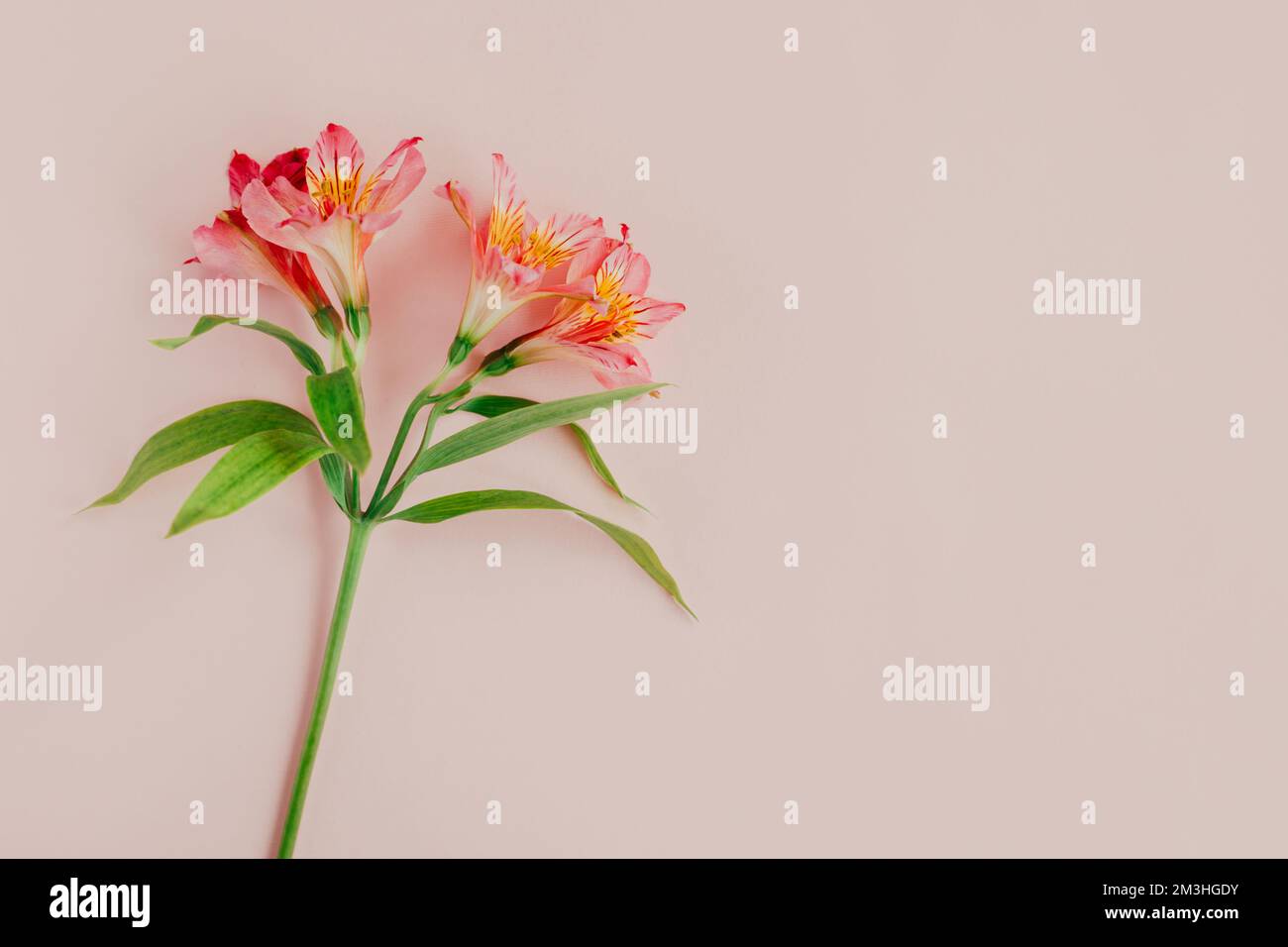 Beautiful Alstroemeria flowers on a pink pastel background. Place for ...