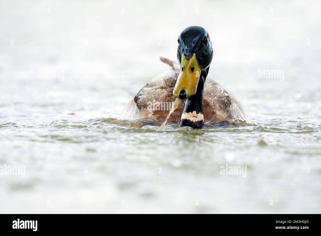 Wilde Eend man zwemmend in regen; Mallard male swimming in rain Stock ...