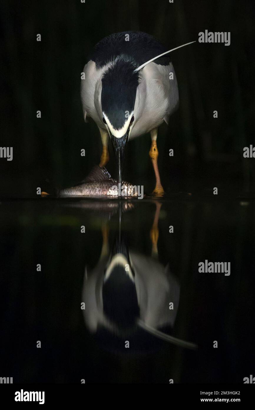 Kwak vangt vis; Black-crowned Night Heron catching fish Stock Photo - Alamy