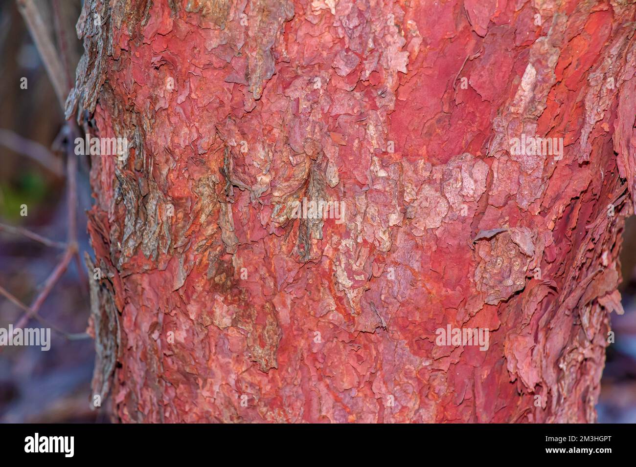 Pine bark close up. The texture of the trunk of Pinus sylvestris ...