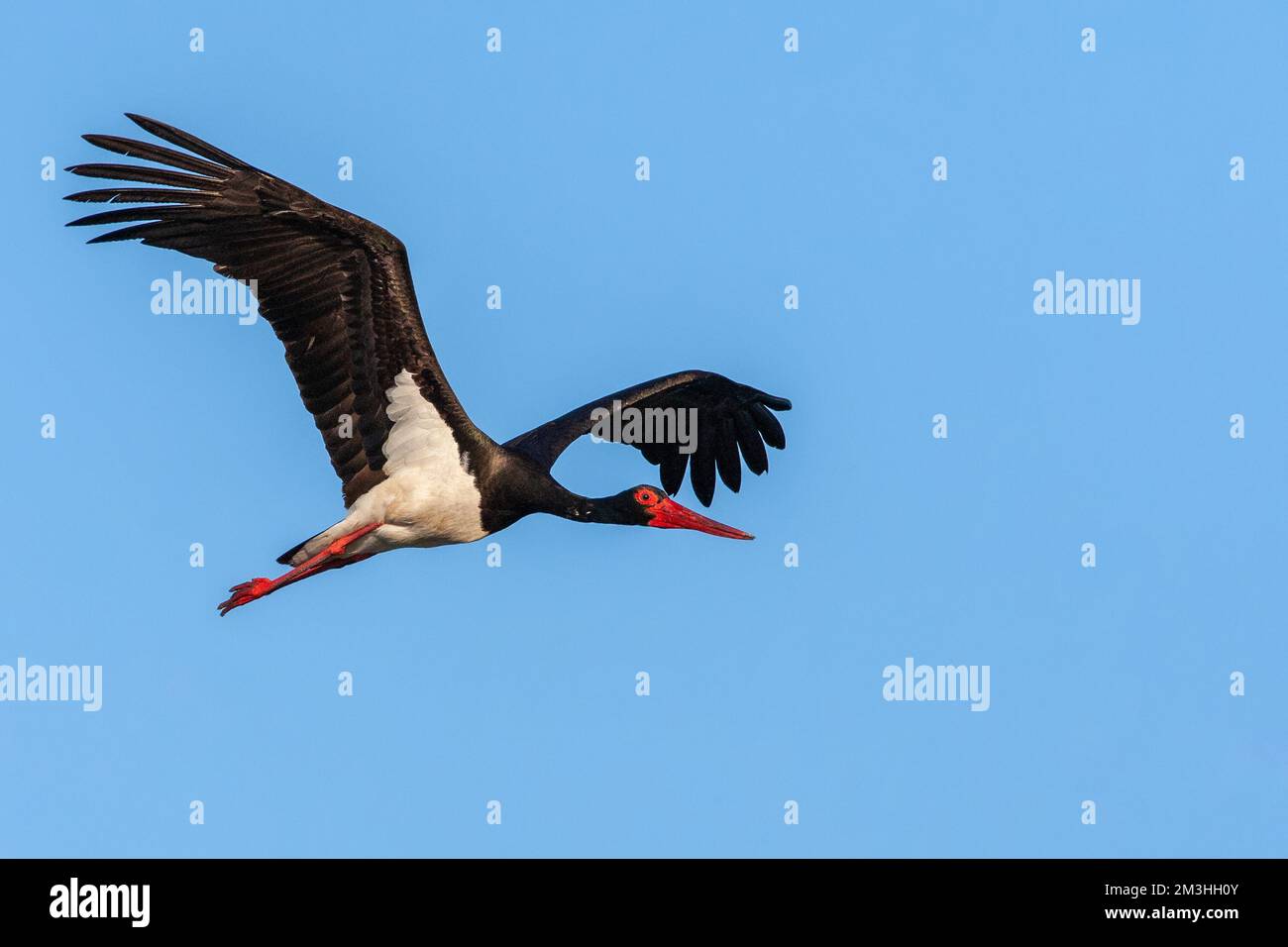 Adult Black Stork (Ciconia nigra) in flight during spring migration on ...