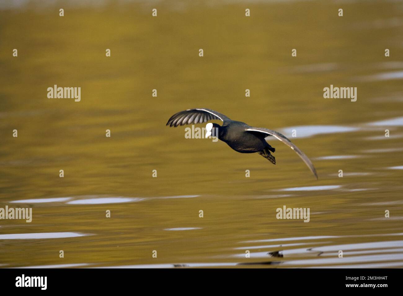 Landende Meerkoet; Eurasian Coot landing Stock Photo - Alamy